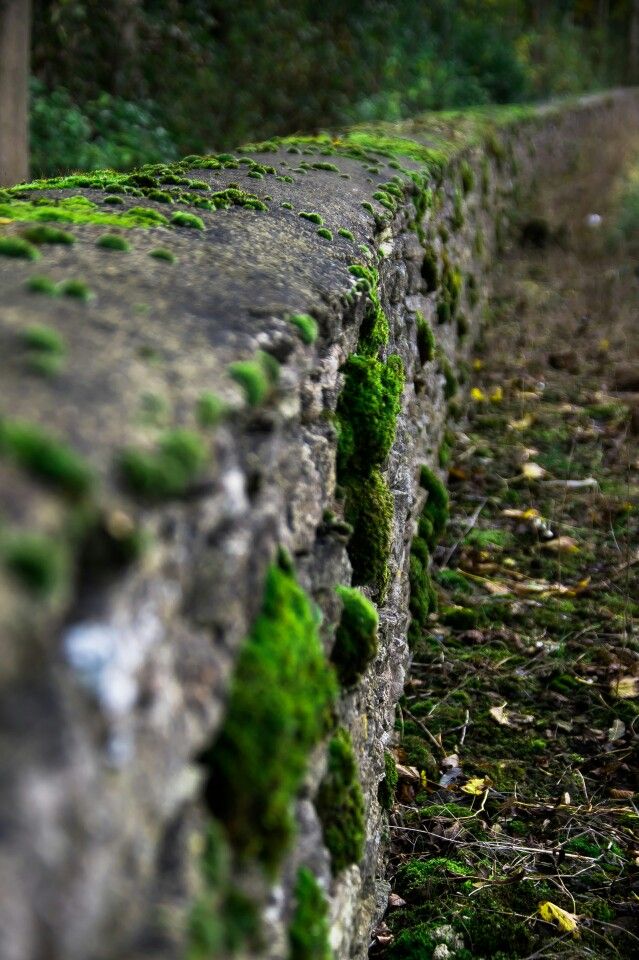 🔥 [12+] Maron Backgrounds | WallpaperSafari