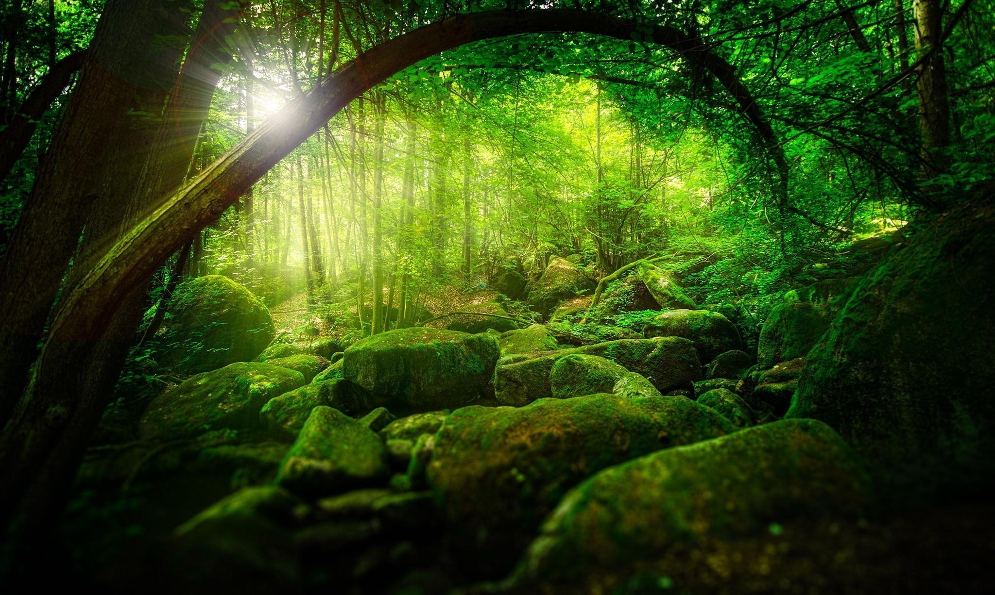 🔥 Free Download Green Forest Wallpaper by @benjamingalvan | WallpaperSafari