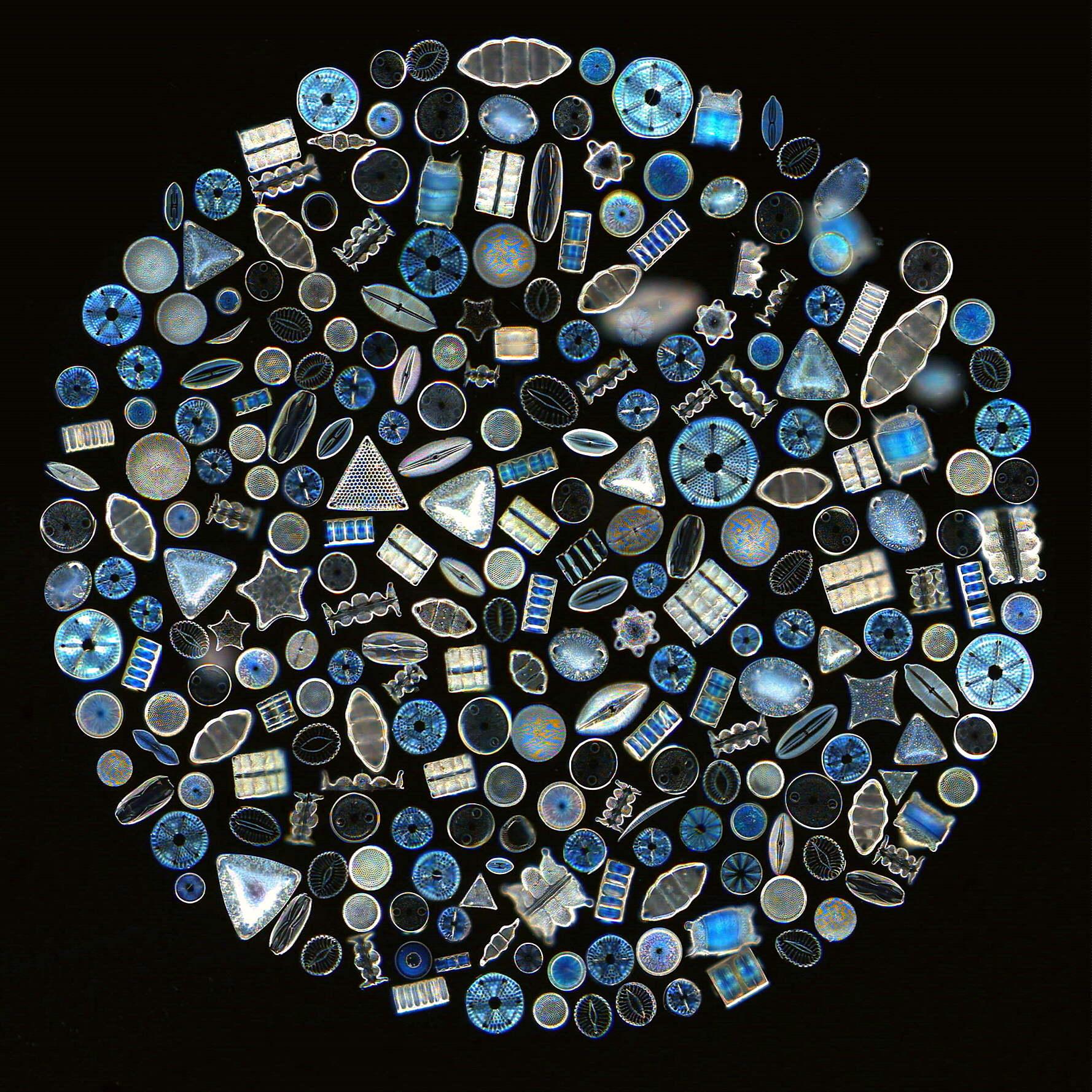 🔥 Free Download Diatoms by @sfarmer | WallpaperSafari