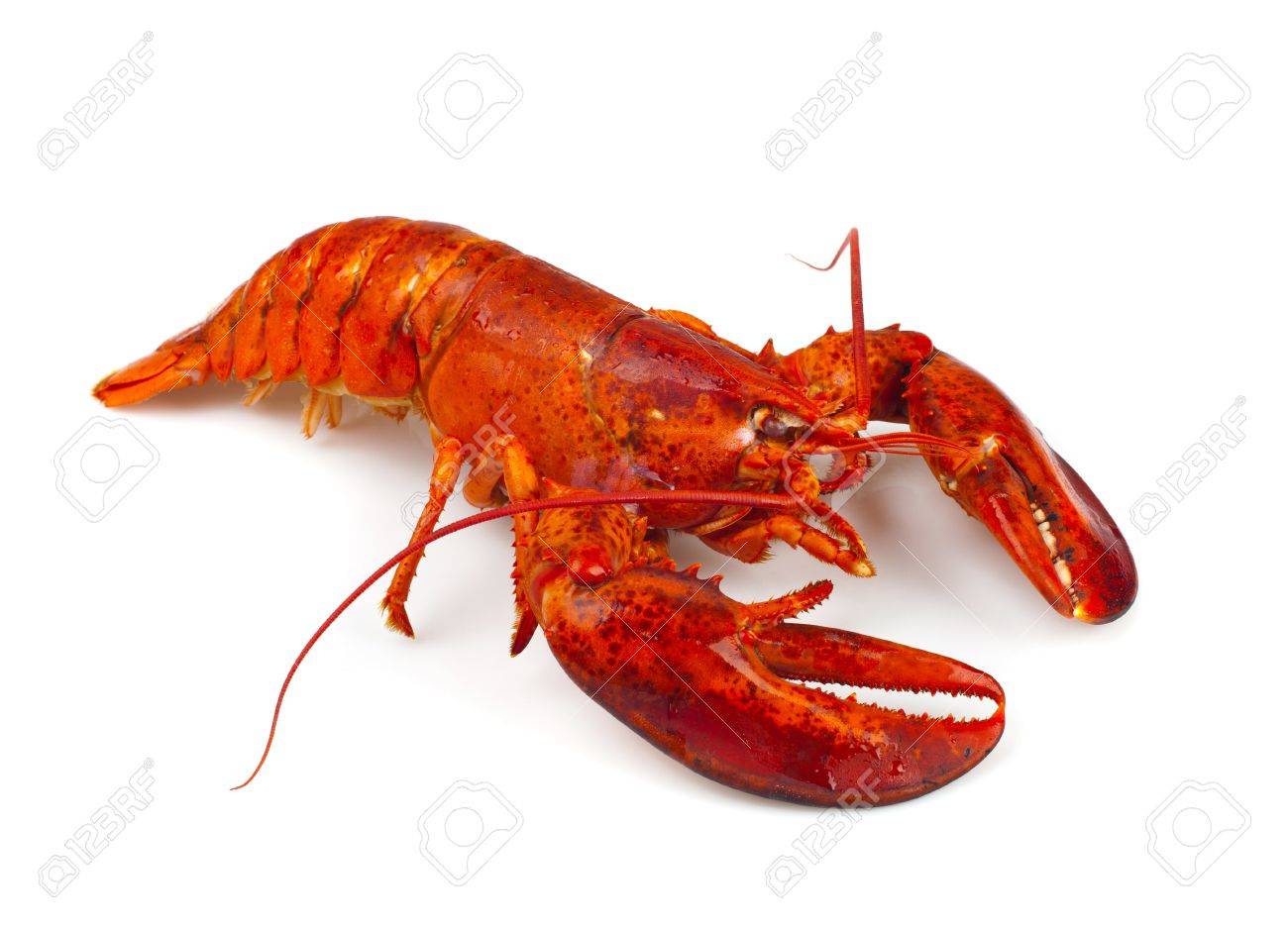 🔥 [39+] Lobster Background | WallpaperSafari