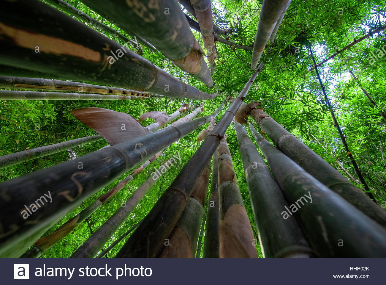 [34+] Grove Background on WallpaperSafari