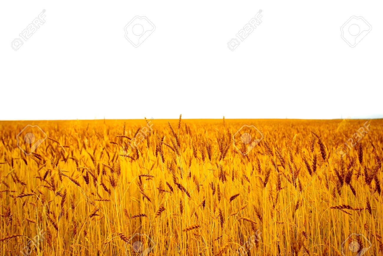 Crops Clipart 20 Free Cliparts Download Images On