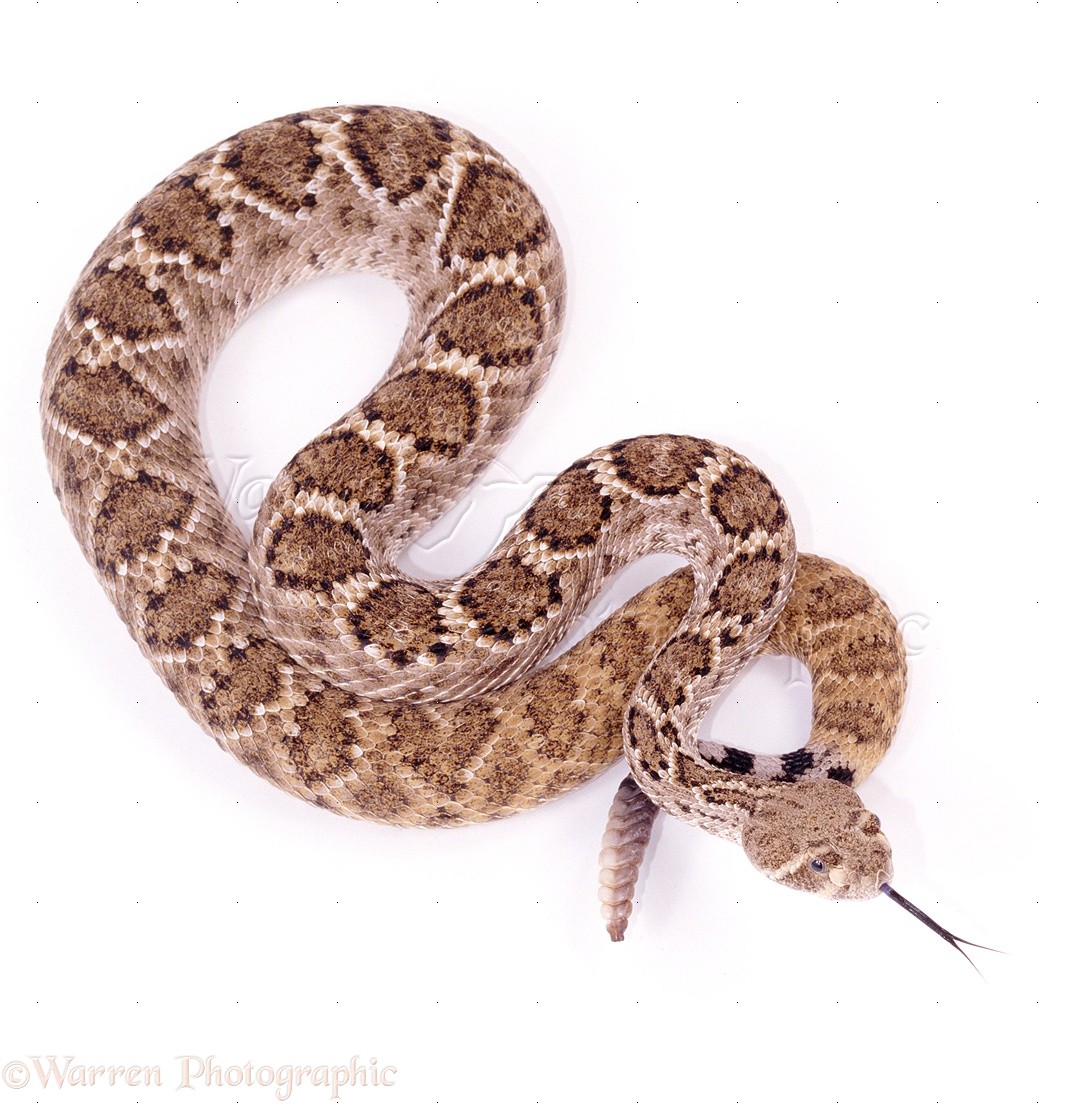 🔥 Free Download Western Diamondback Rattlesnake Photo wp06767 by ...