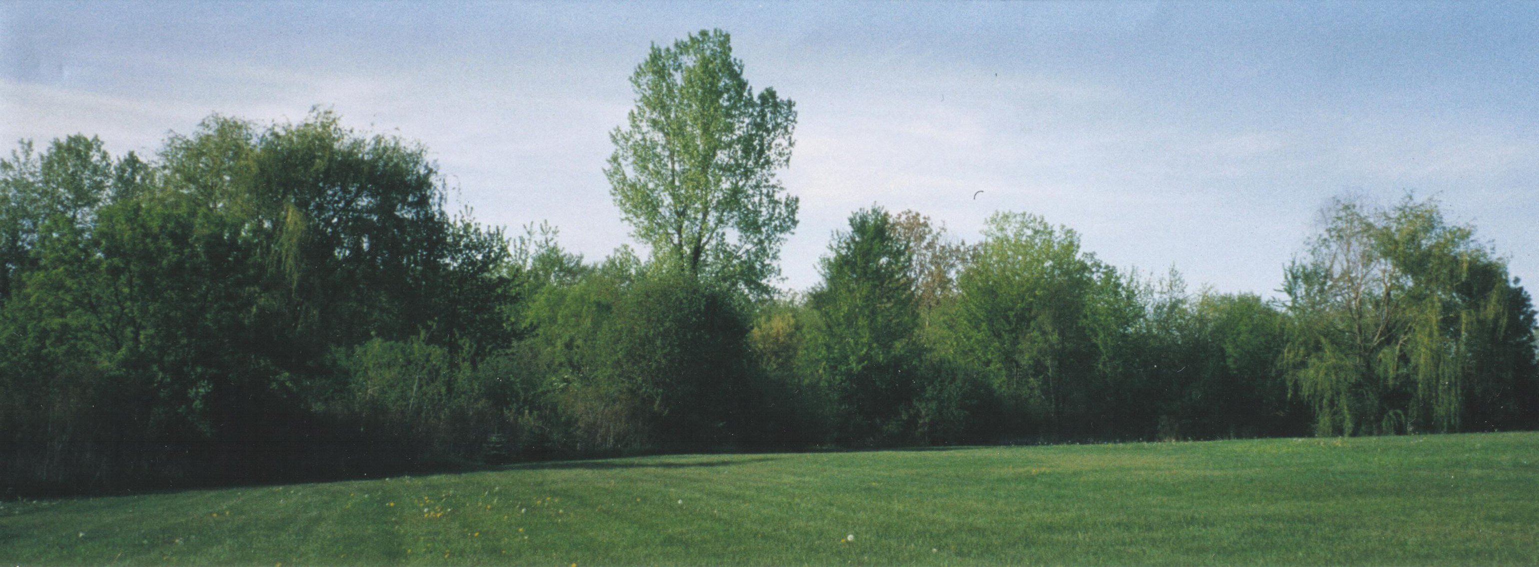 🔥 Free Download Best Treeline Background Twisted by @jenniferv13 ...