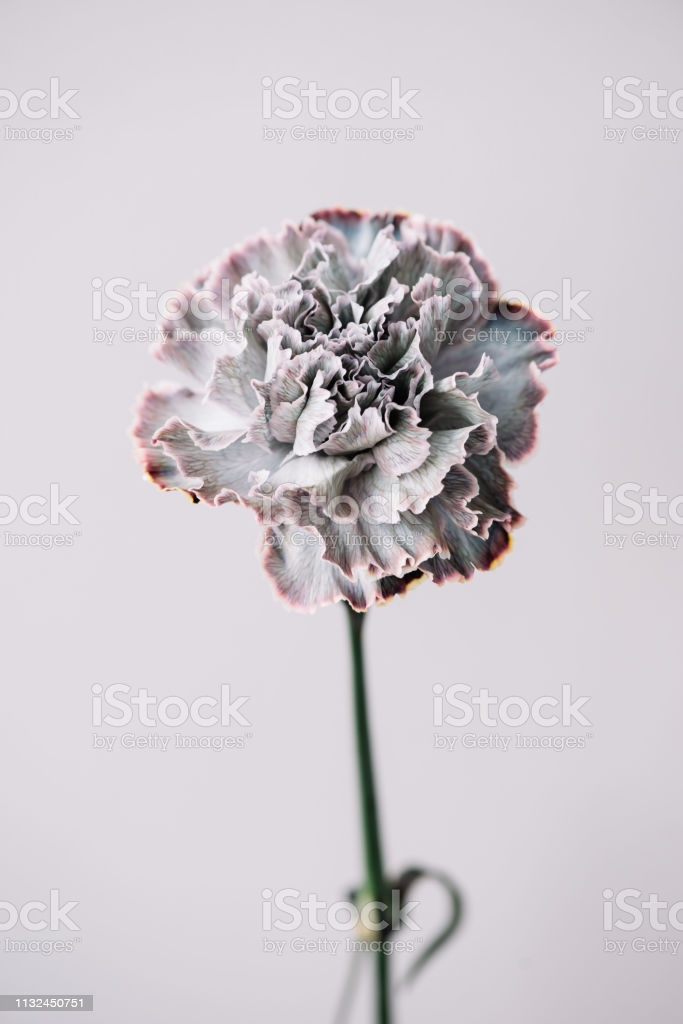 🔥 [38+] Molly Background | WallpaperSafari