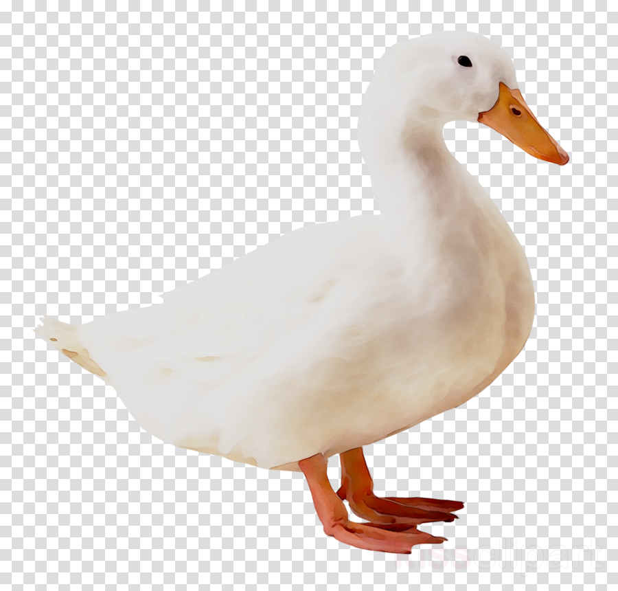 🔥 Free Download Snow Background Clipart Duck Bird Transparent Clip Art ...