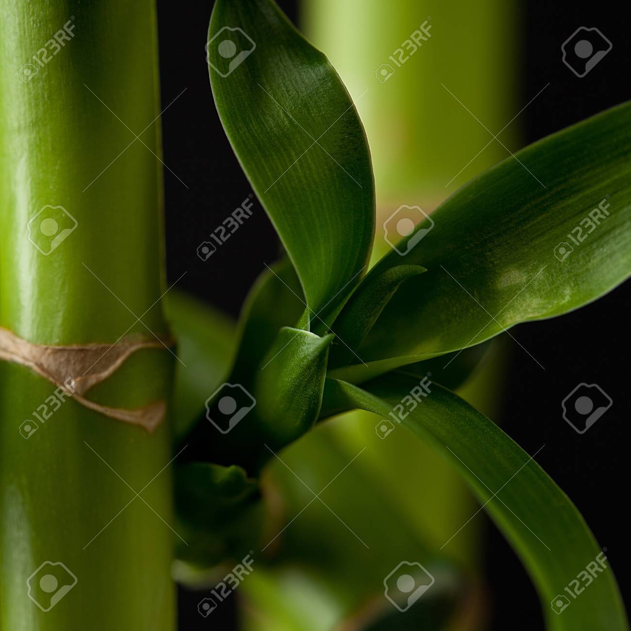 Free download Bambo Background Stock Photo Edit Now 645642718 ...