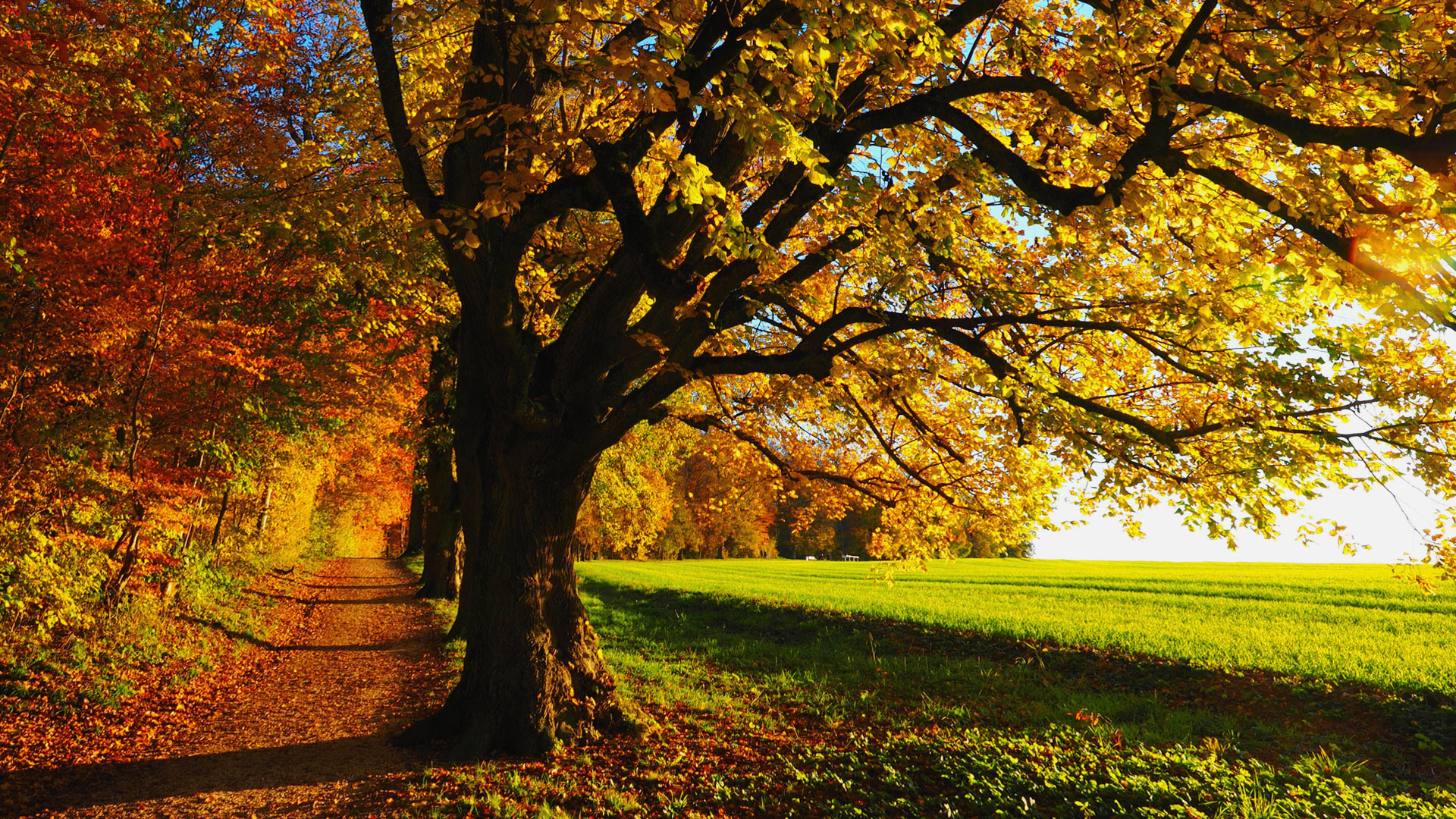 Free Download Fall Scenery Wallpapers Free Download 1920x1080 For
