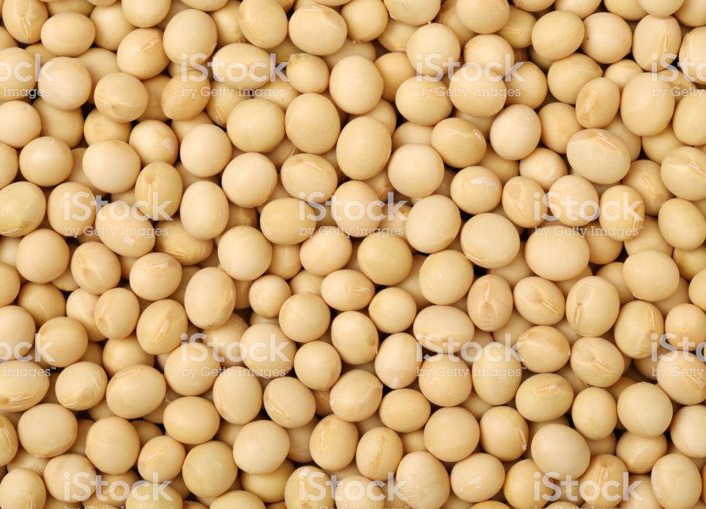 🔥 [37+] Soybean Background | WallpaperSafari
