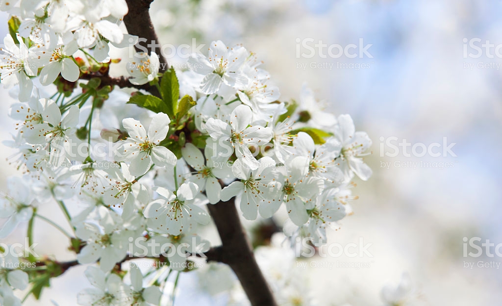 [21+] Sprng Background - WallpaperSafari