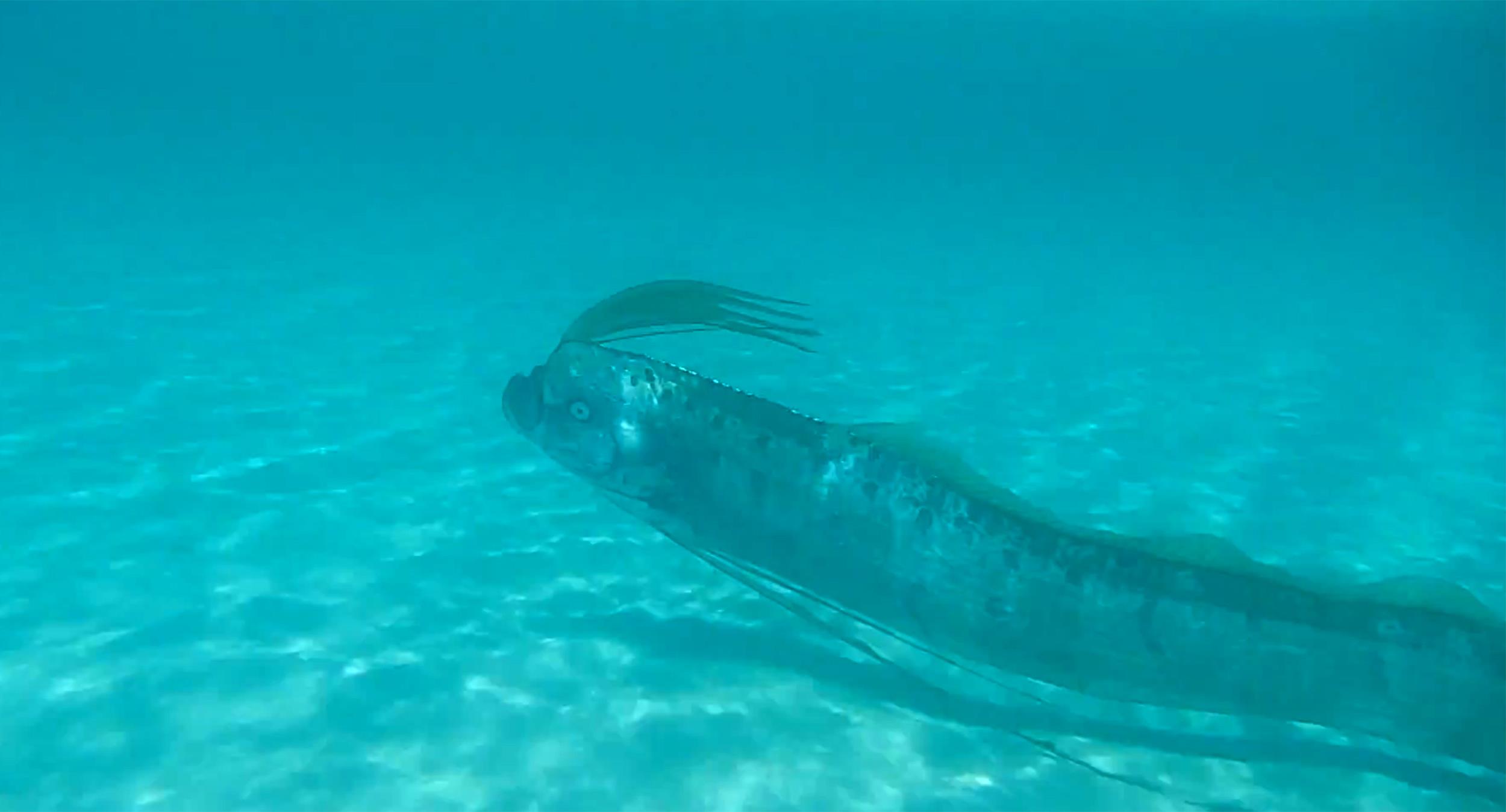 🔥 Free Download Oarfish On The Surface Photo And Wallpaper Cute by ...