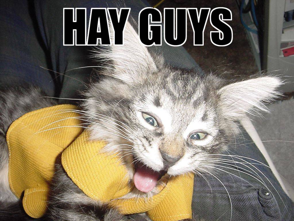 Lolcat Wallpaper - WallpaperSafari