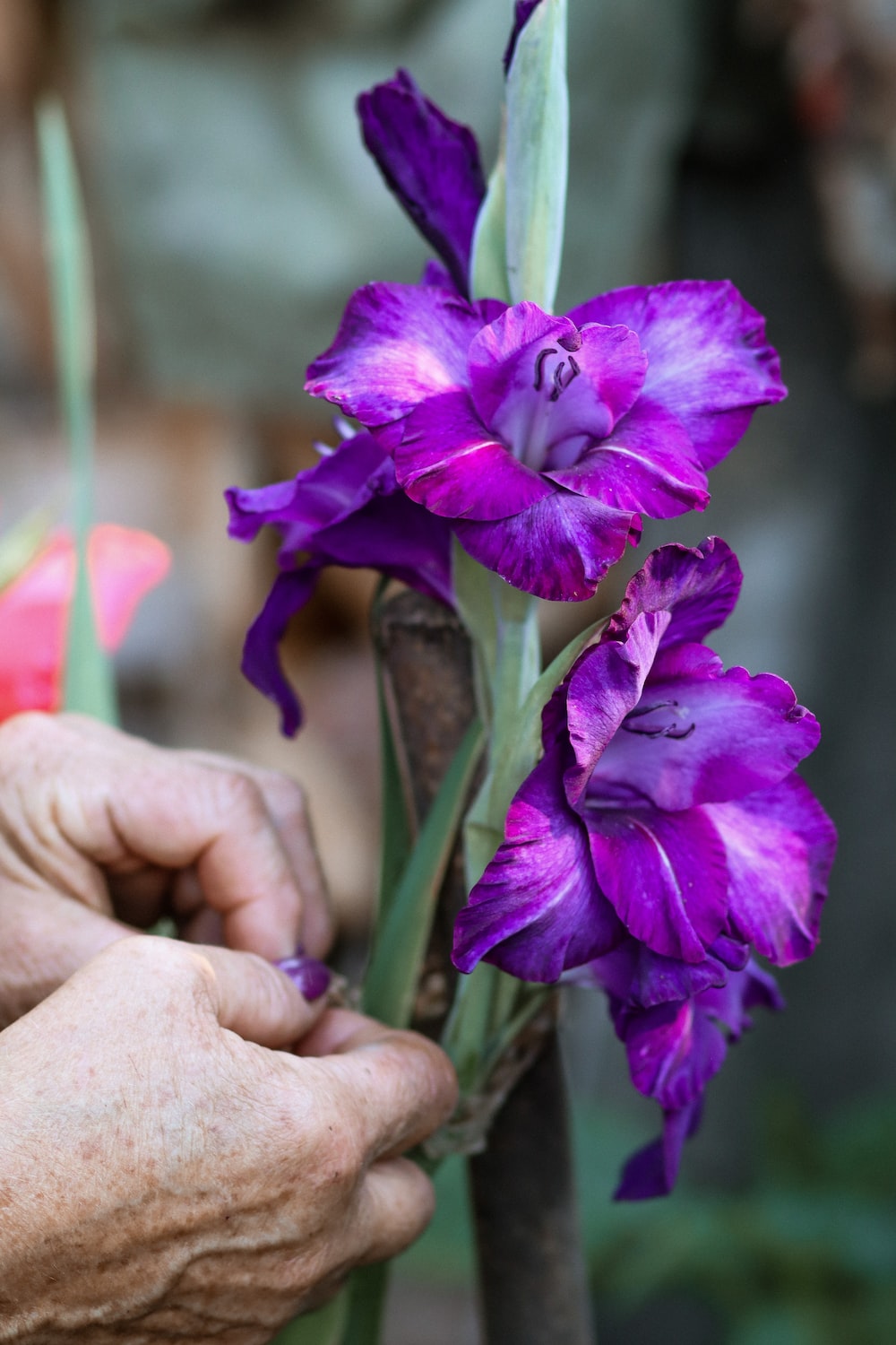 🔥 [20+] Purple Gladiolus Wallpapers | WallpaperSafari