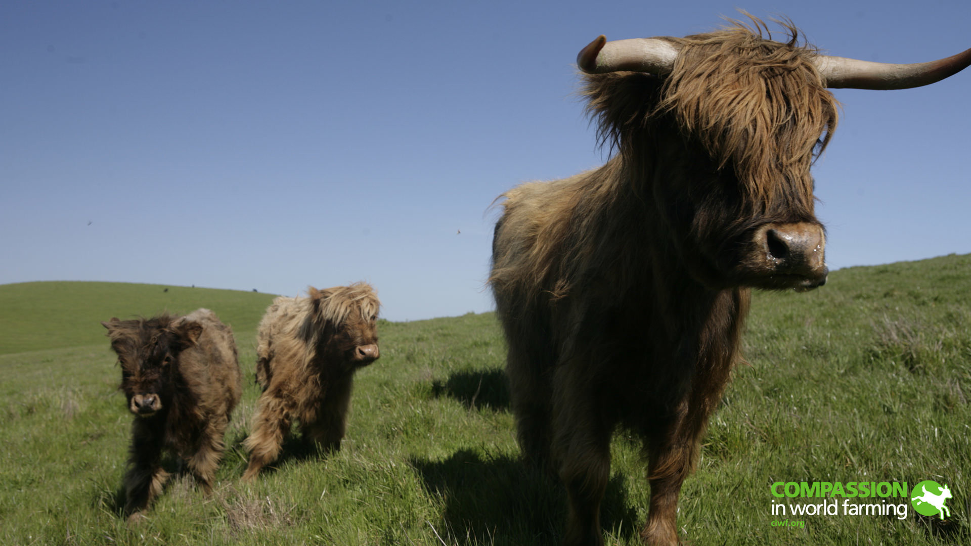 🔥 Free Download Farm Animals Wallpaper by @bprice9 | WallpaperSafari