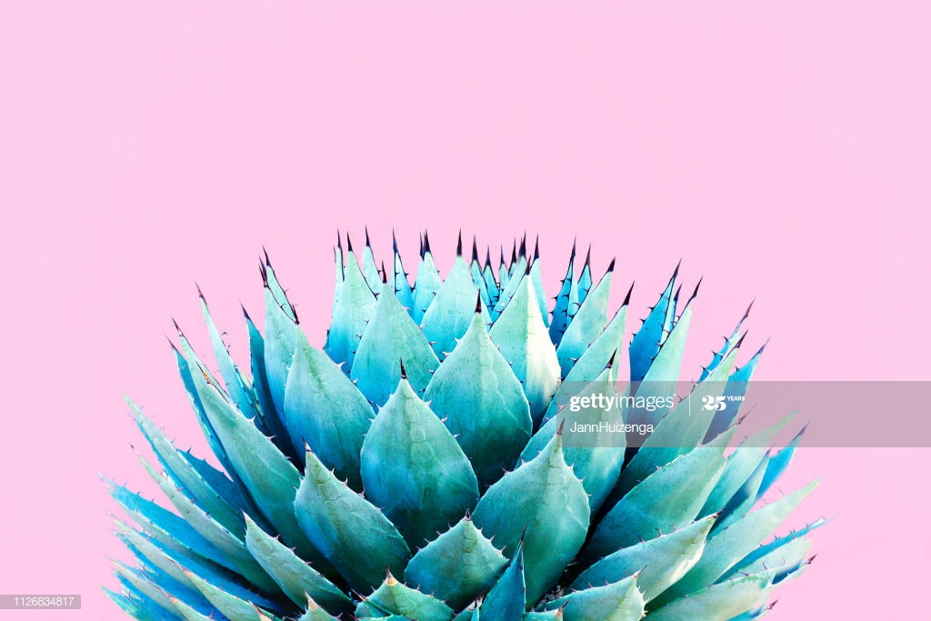 🔥 [10+] Agave Backgrounds | WallpaperSafari