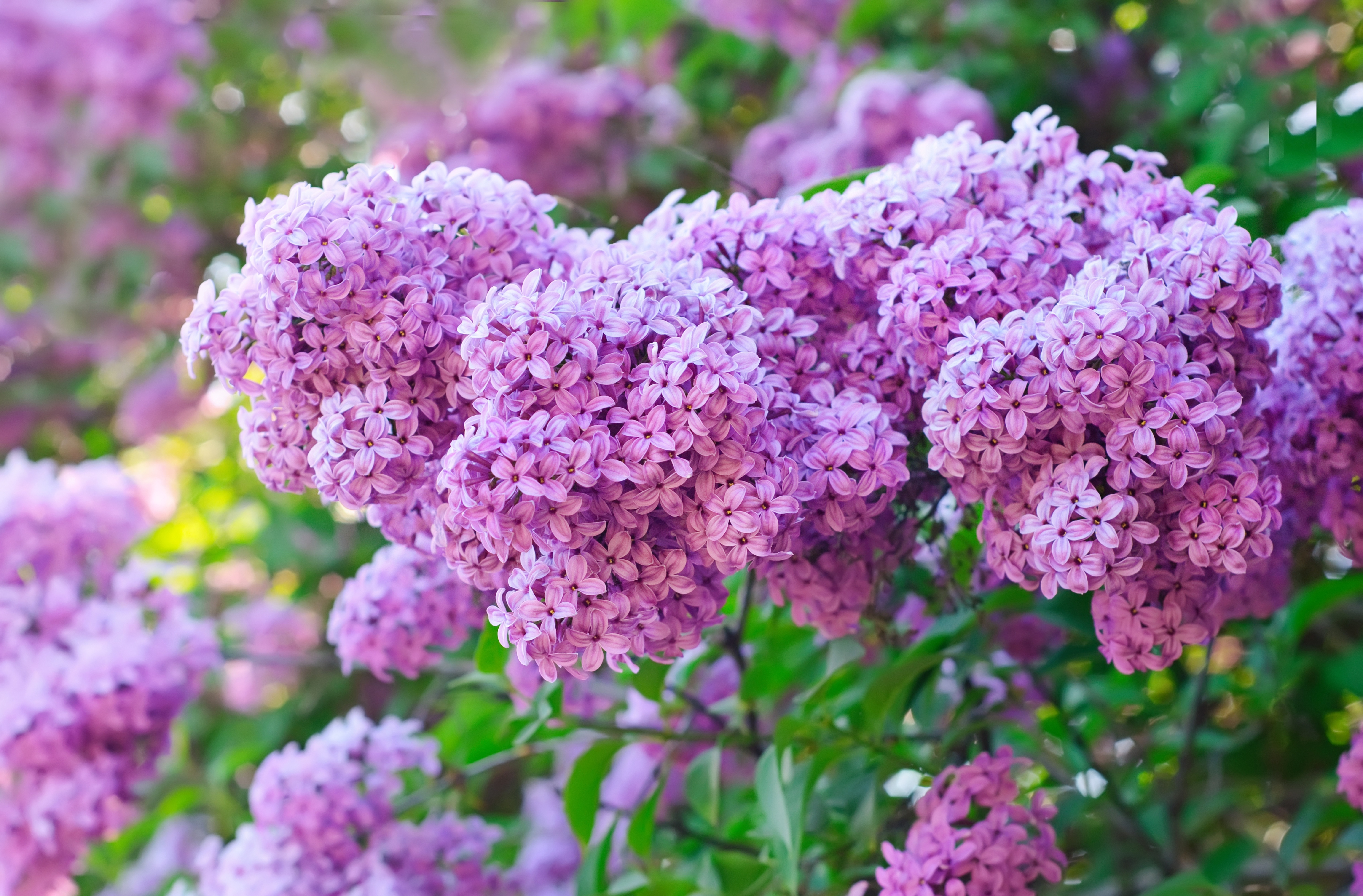 Free Download Showing Gallery For Lilac Bush Wallpaper 5960x3920 For