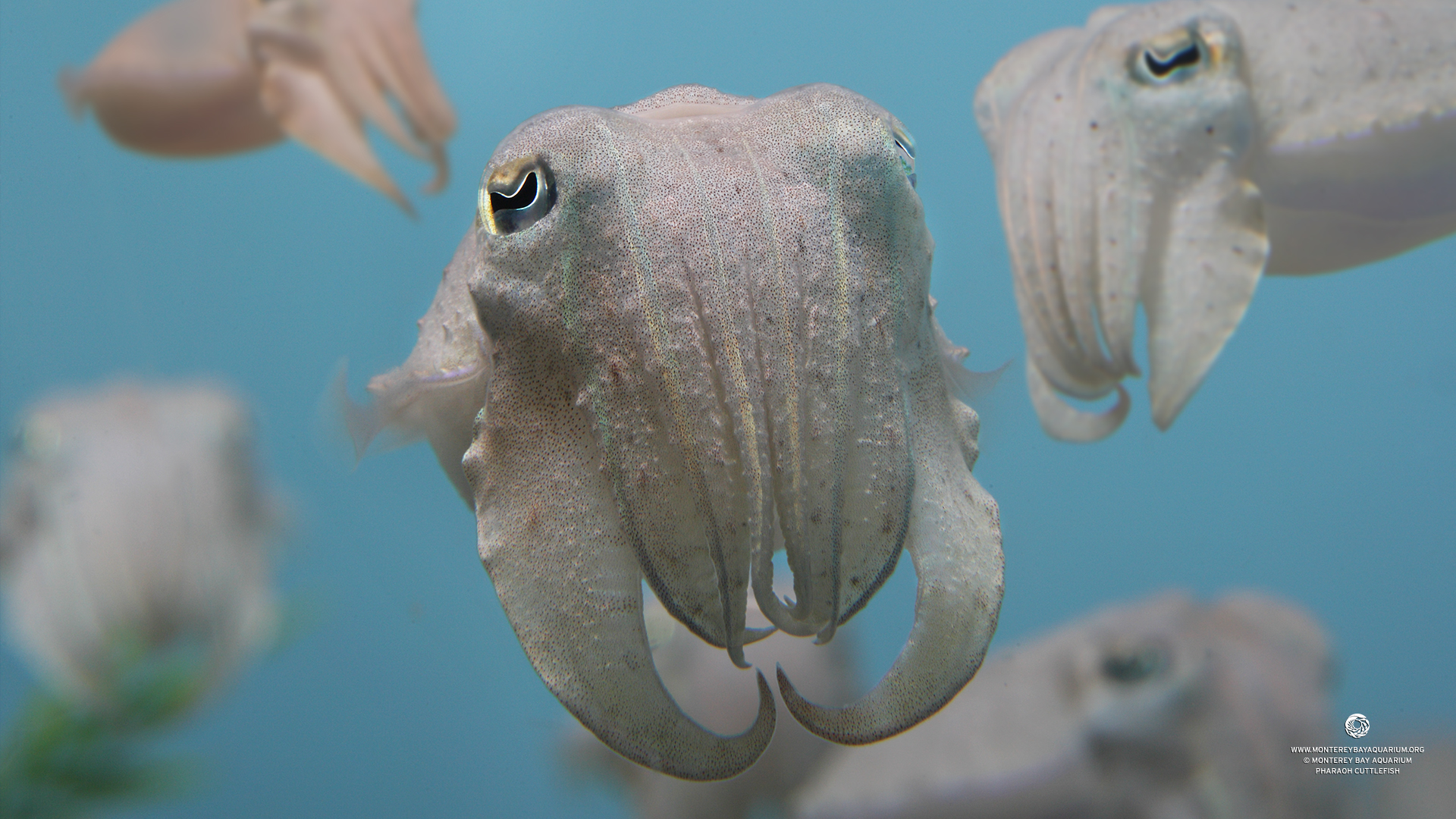 🔥 [70+] Cuttlefish Wallpapers | WallpaperSafari
