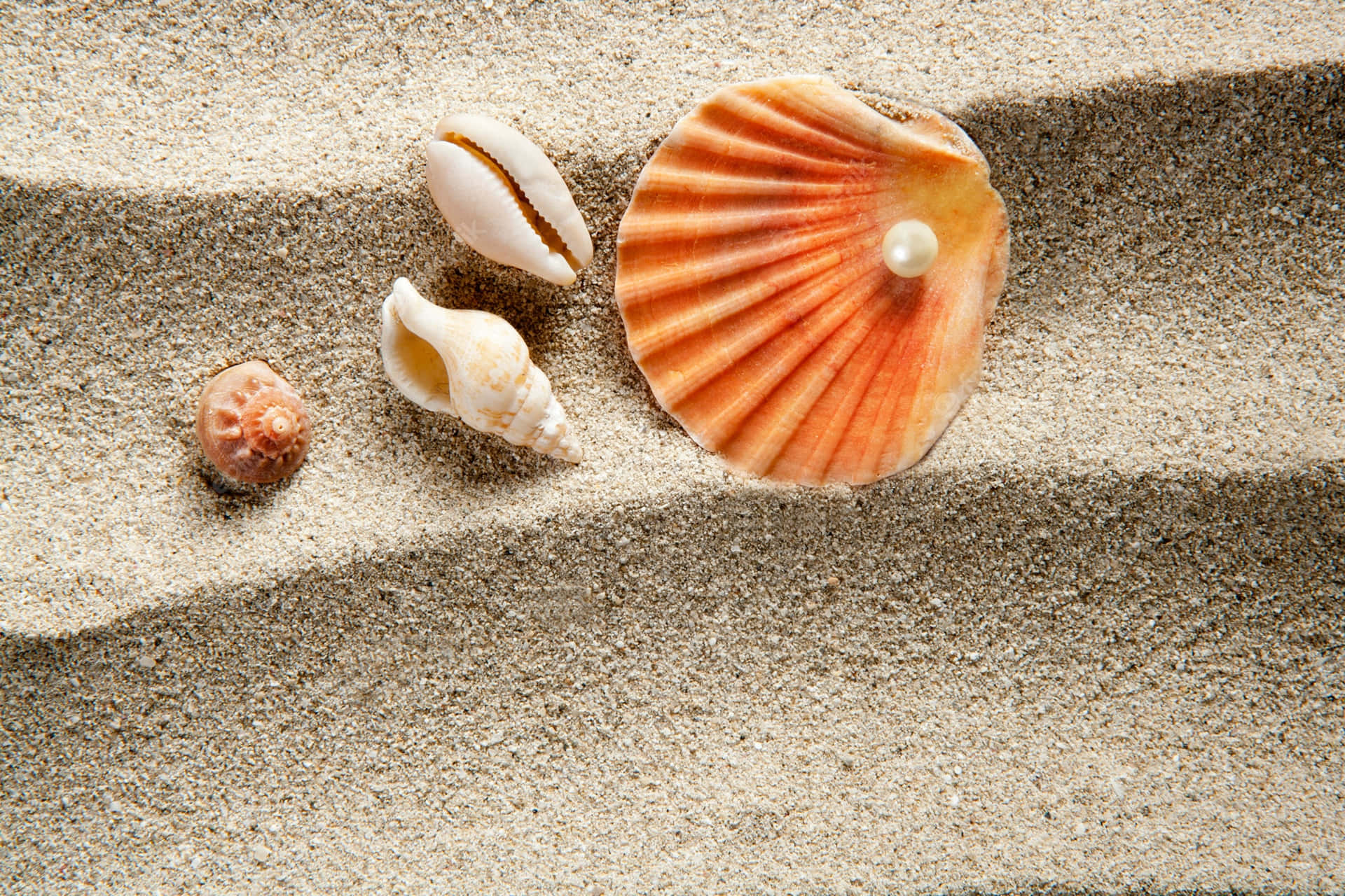 🔥 Free Download Serene Coastline With A Clam Shell Wallpaper by ...