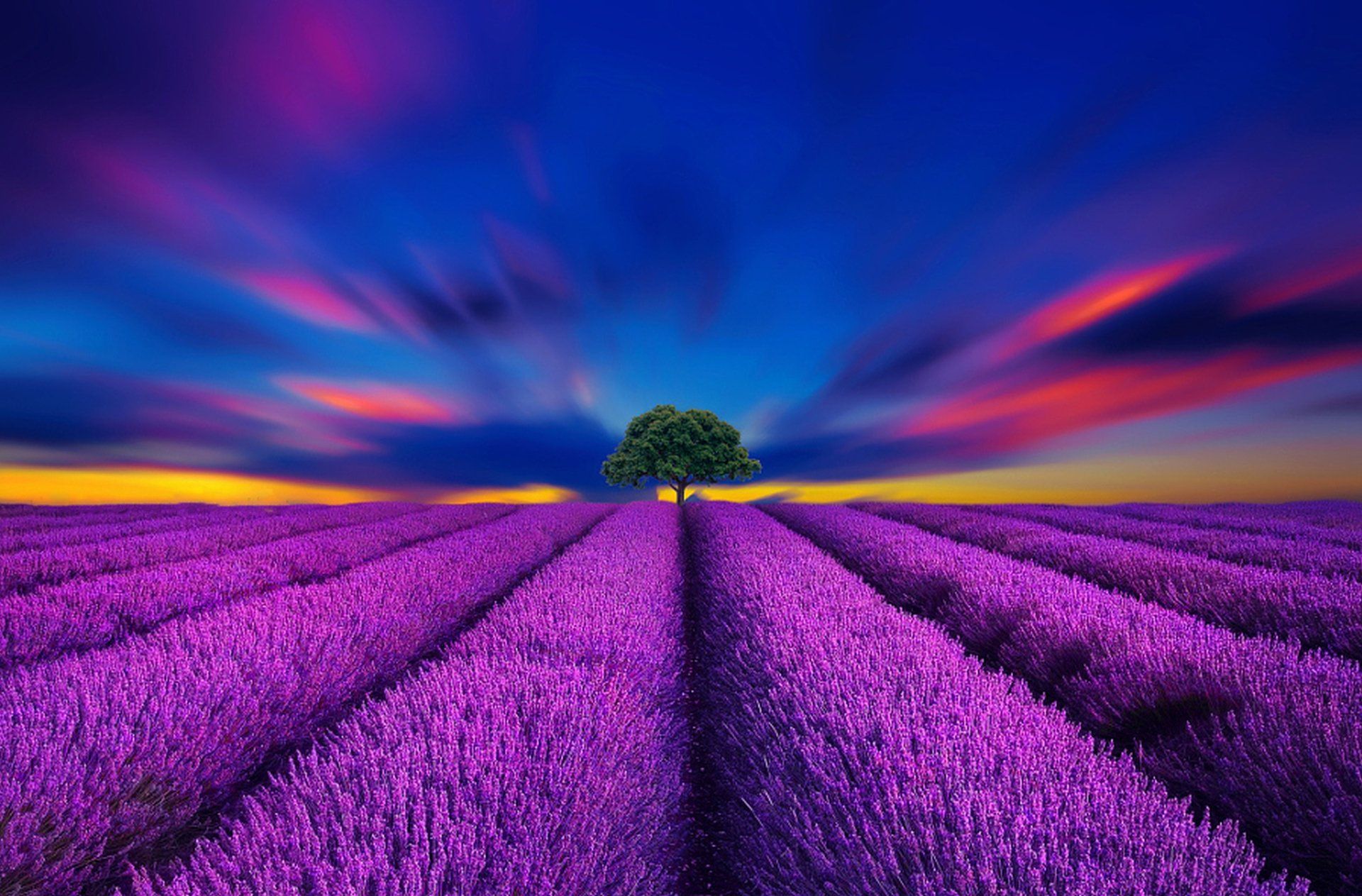 🔥 [40+] Lavender Fields Wallpapers | WallpaperSafari