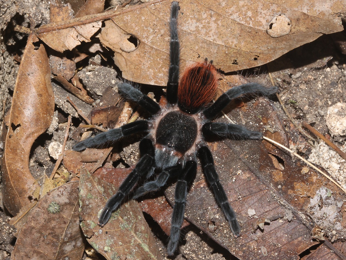 🔥 Free Download Female Red Rump Tarantula Hd Wallpaper by @hollytorres ...