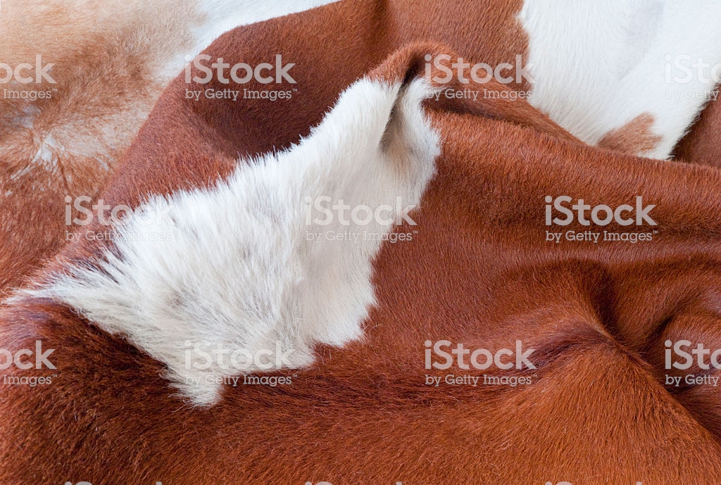 🔥 [34+] Cowhide Background | WallpaperSafari