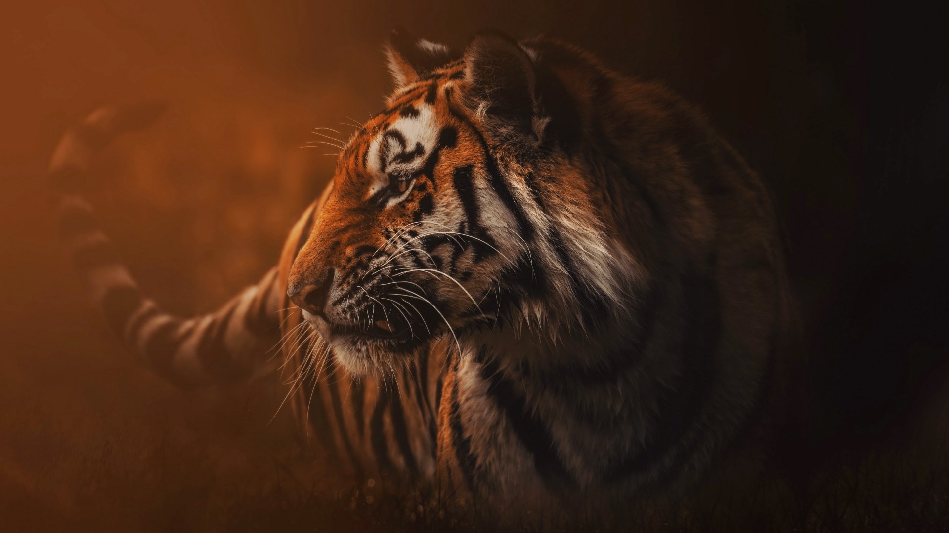 🔥 Free Download Animal Tiger 4k Ultra Hd Wallpaper by @bmcdonald3 ...