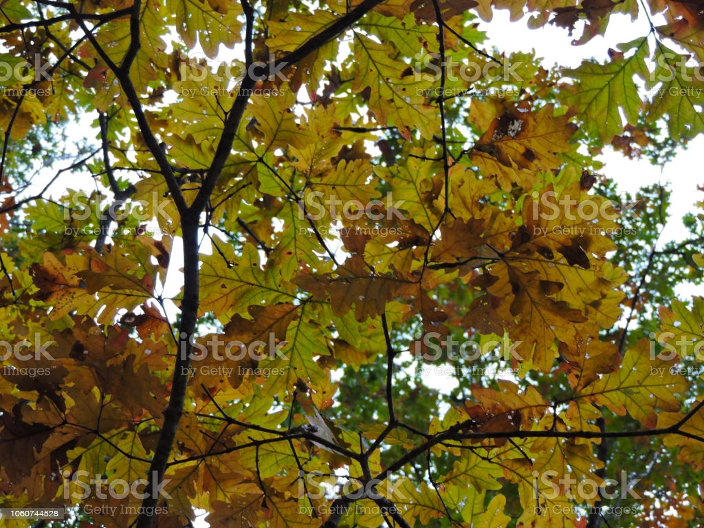 [36+] Lucid Backgrounds | WallpaperSafari