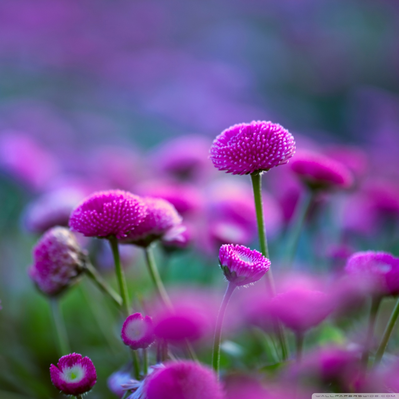  Free Download Remember Love 4K HD Desktop Wallpaper For 4K Ultra HD