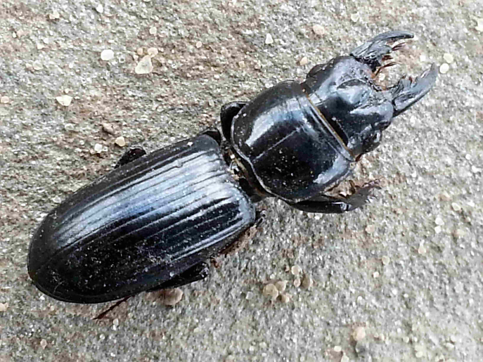 🔥 Free Download Ground Beetle Wallpaper by @hjames | WallpaperSafari