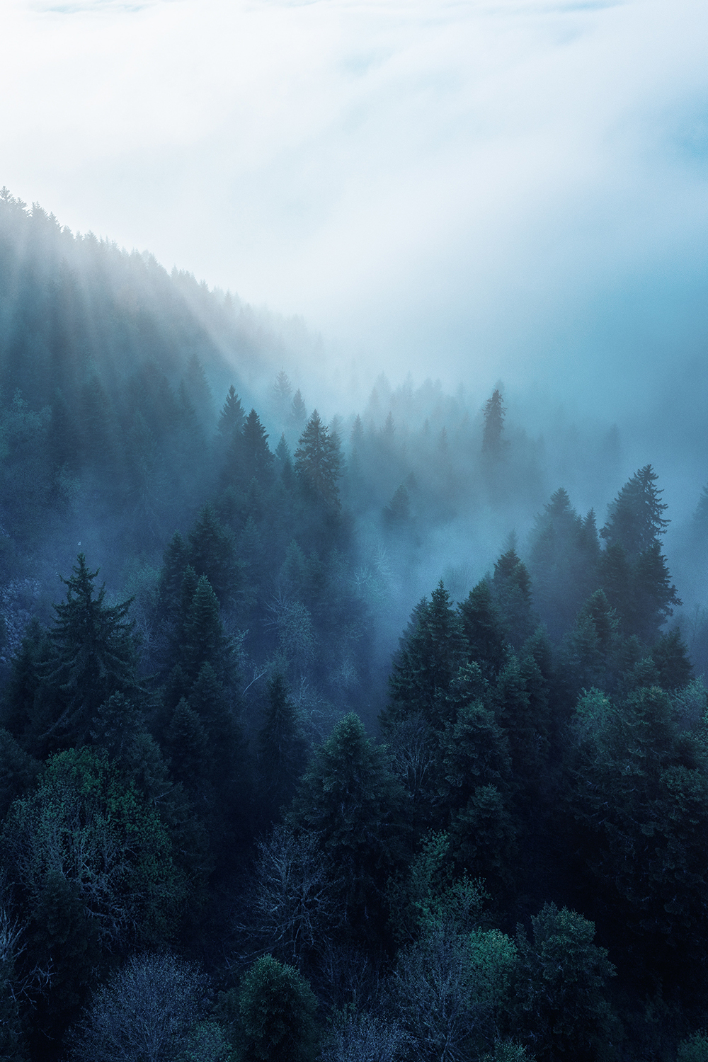 🔥 Free Download Blue Ambiance In The Forest Best Wallpaper Cool ...