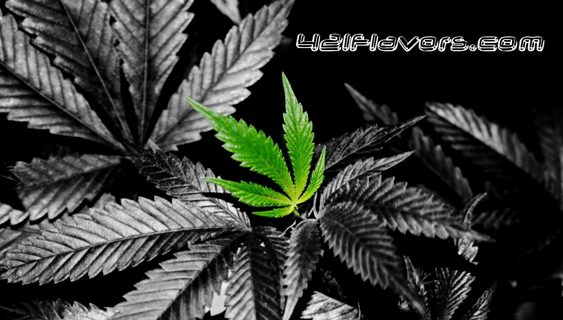 🔥 [40+] Cool Weed Wallpapers | WallpaperSafari