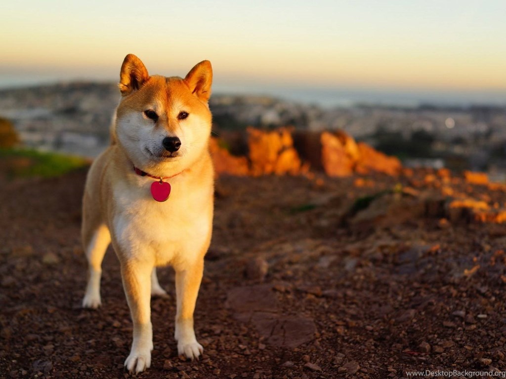 🔥 [40+] Shibe Backgrounds | WallpaperSafari