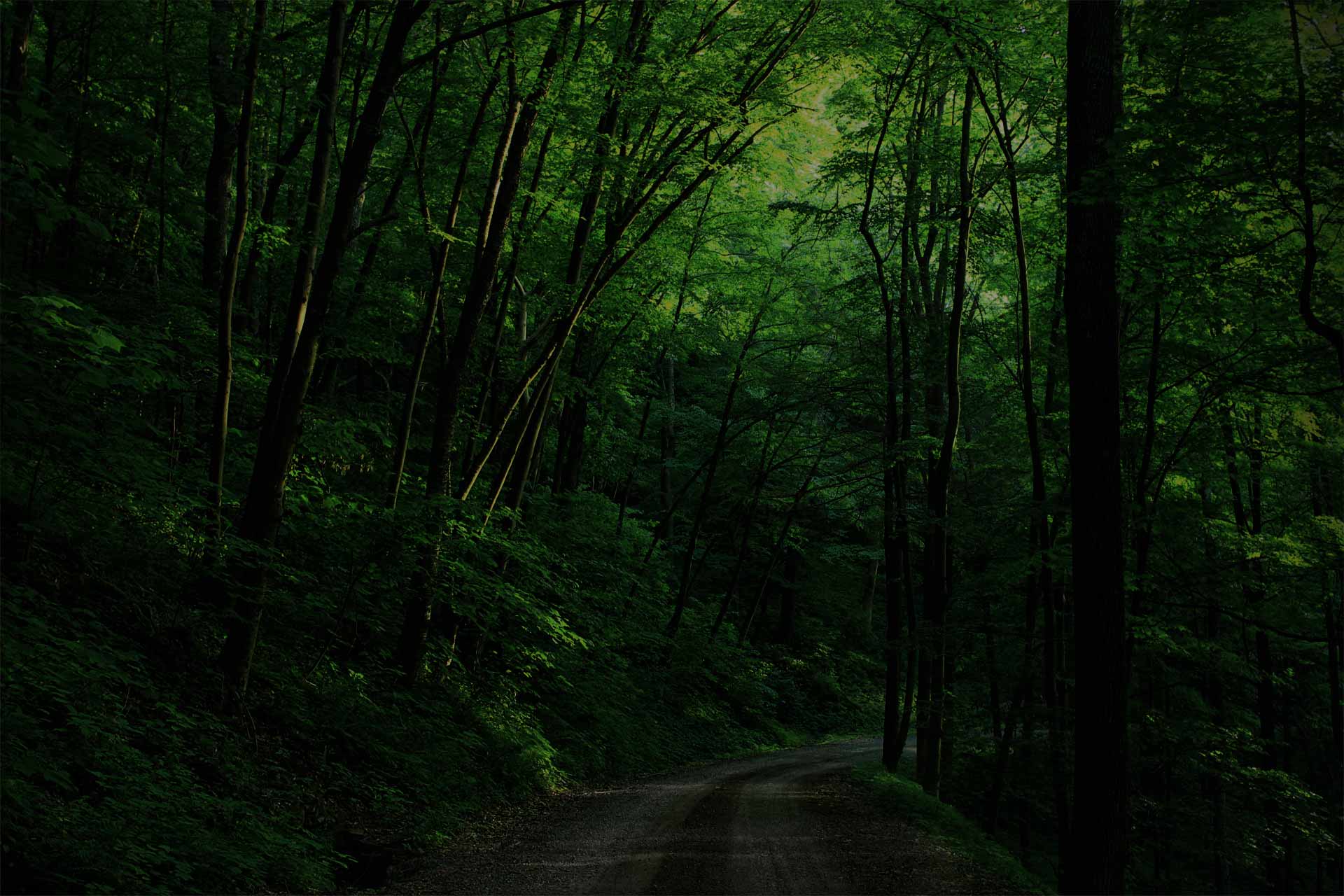 🔥 [50+] Dark Green Forest Wallpapers | WallpaperSafari