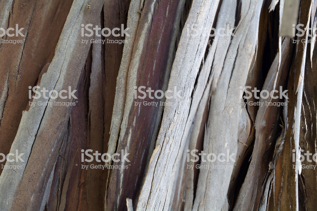 🔥 Free download Sequoia Sempervirens Tree Bark Texture And Background ...
