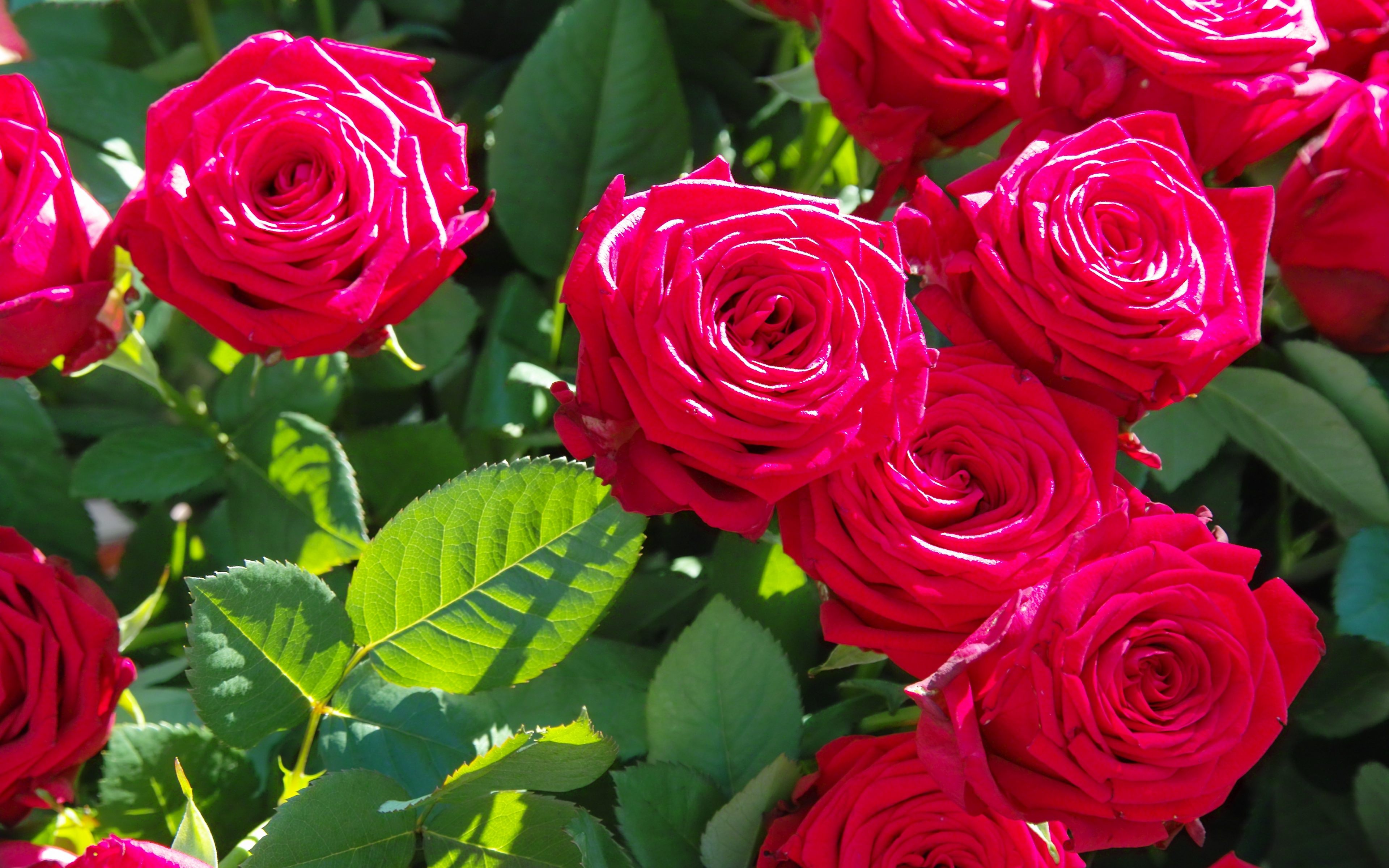 Free Download Beautiful Pictures Of Flowers Free Download 3840x2400 