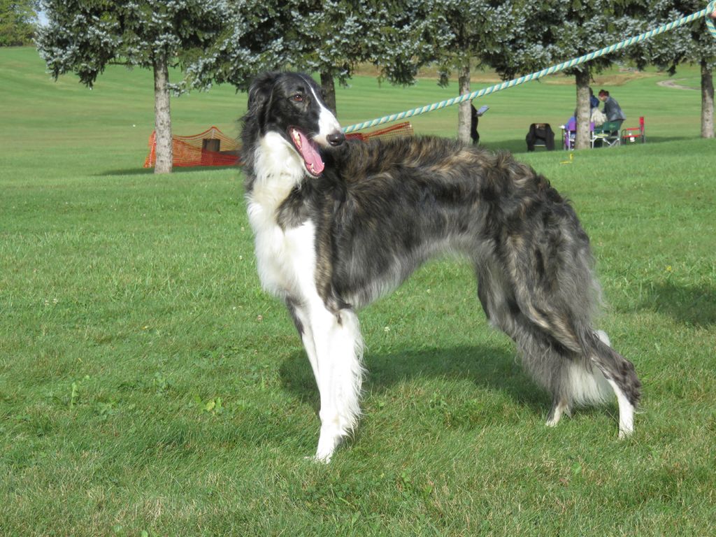 🔥 [40+] Borzoi Wallpapers | WallpaperSafari