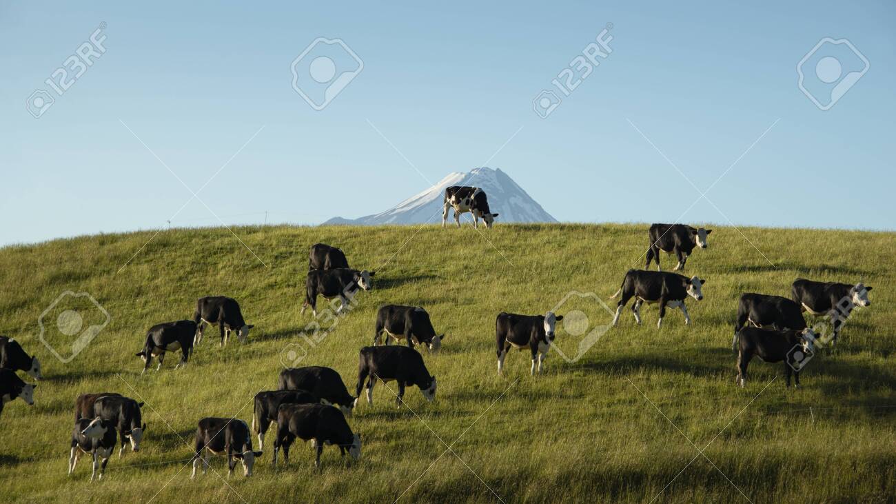 🔥 [45+] Paddock Background | WallpaperSafari