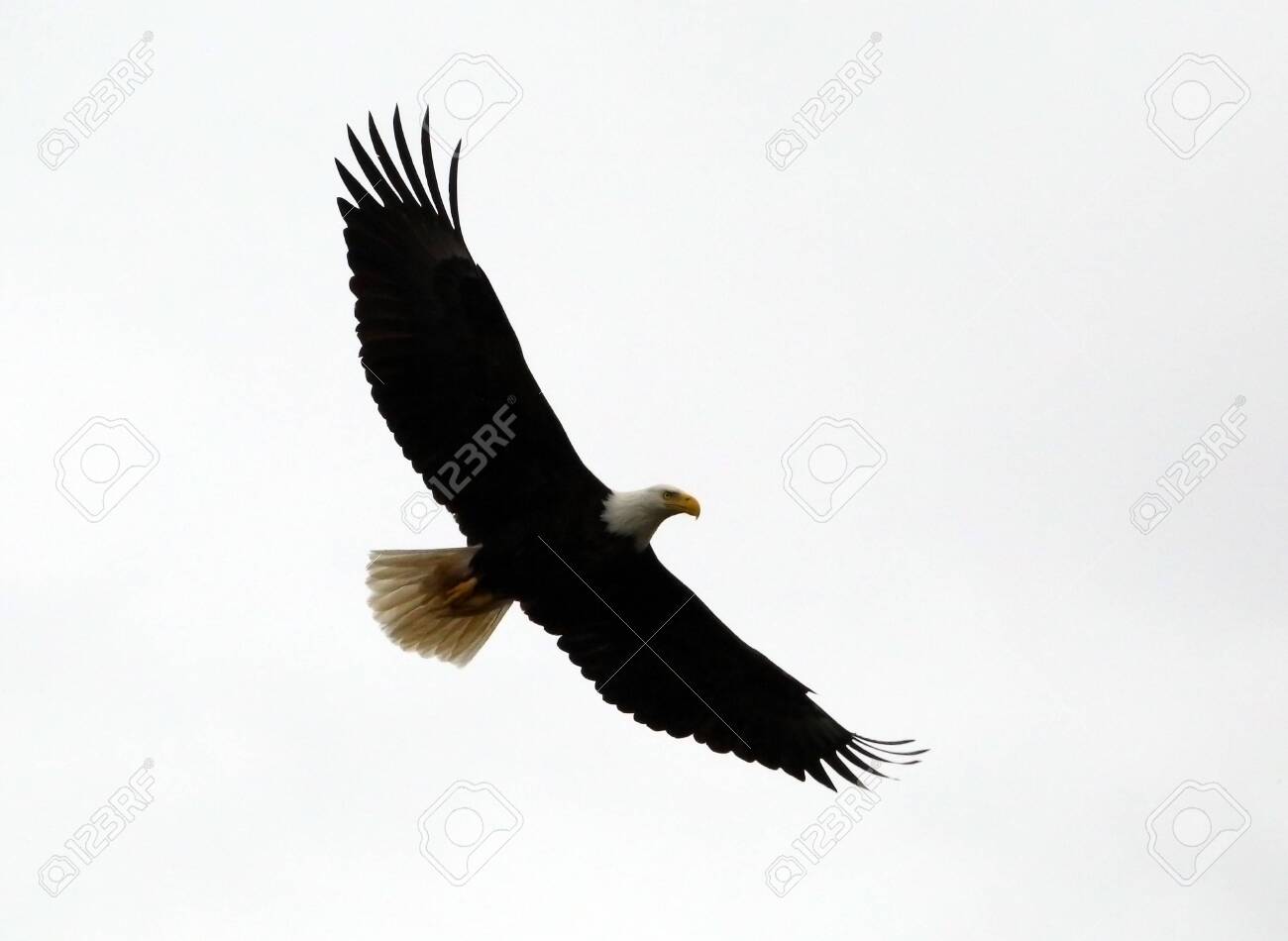 Free download Cute couple soaring white winged angels with valentines ...