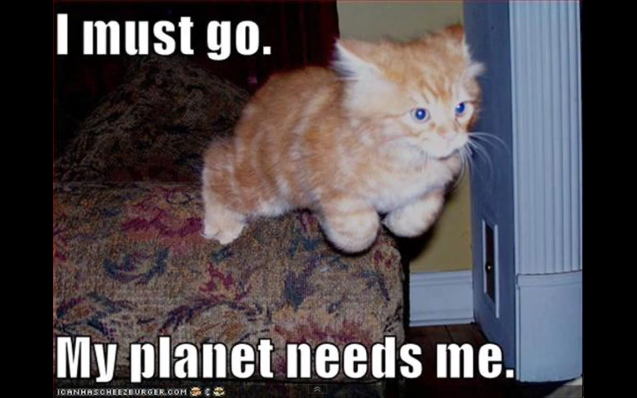 🔥 [80+] Lolcats Wallpapers | WallpaperSafari