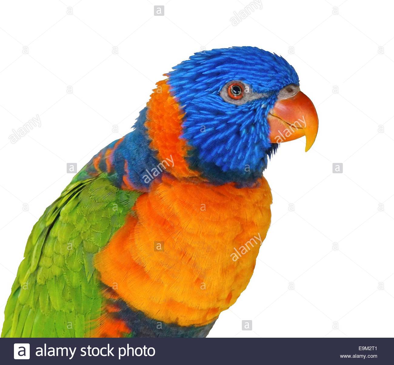 🔥 [43+] Lory Background | WallpaperSafari