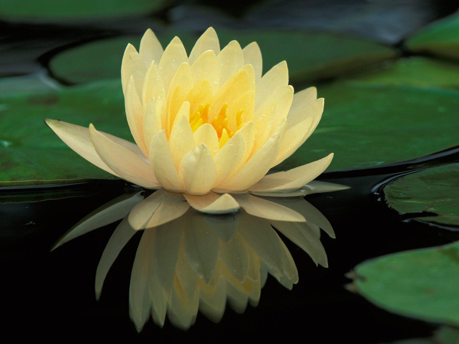 🔥 [40+] Lotus Wallpapers for Desktop | WallpaperSafari