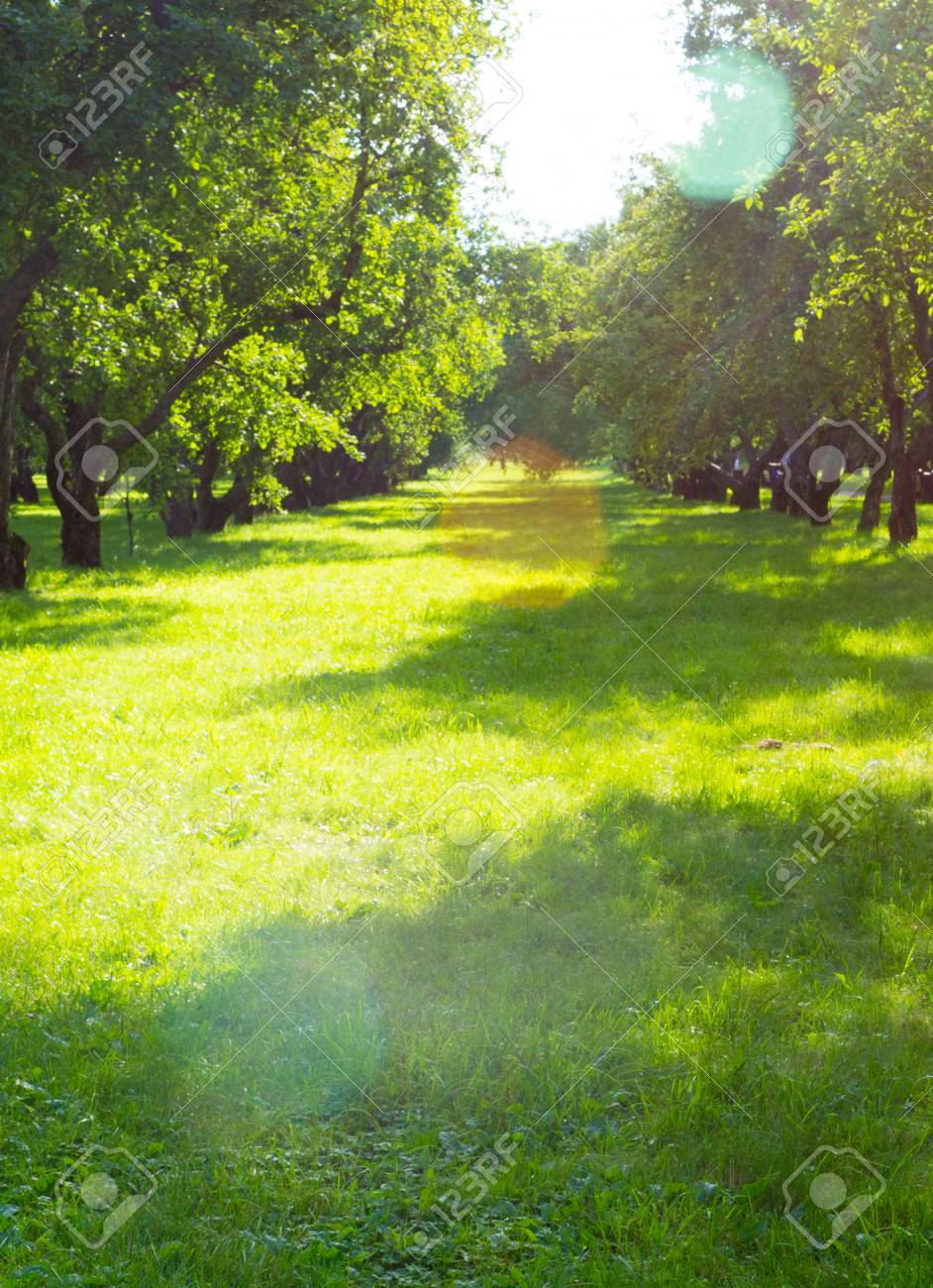 [32+] Grove Backgrounds | WallpaperSafari