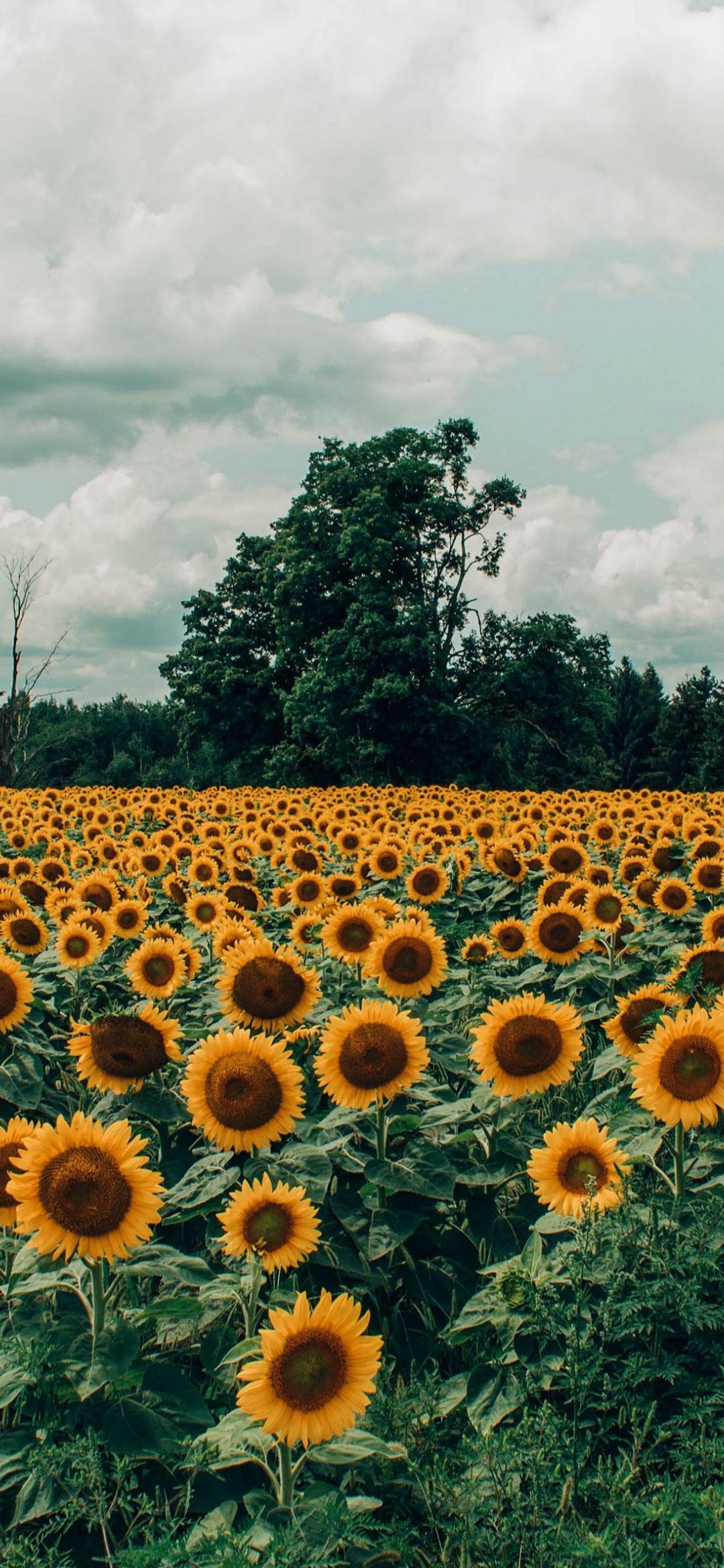 🔥 Free Download Sunflower Aesthetic Wallpaper by @ksloan63 ...