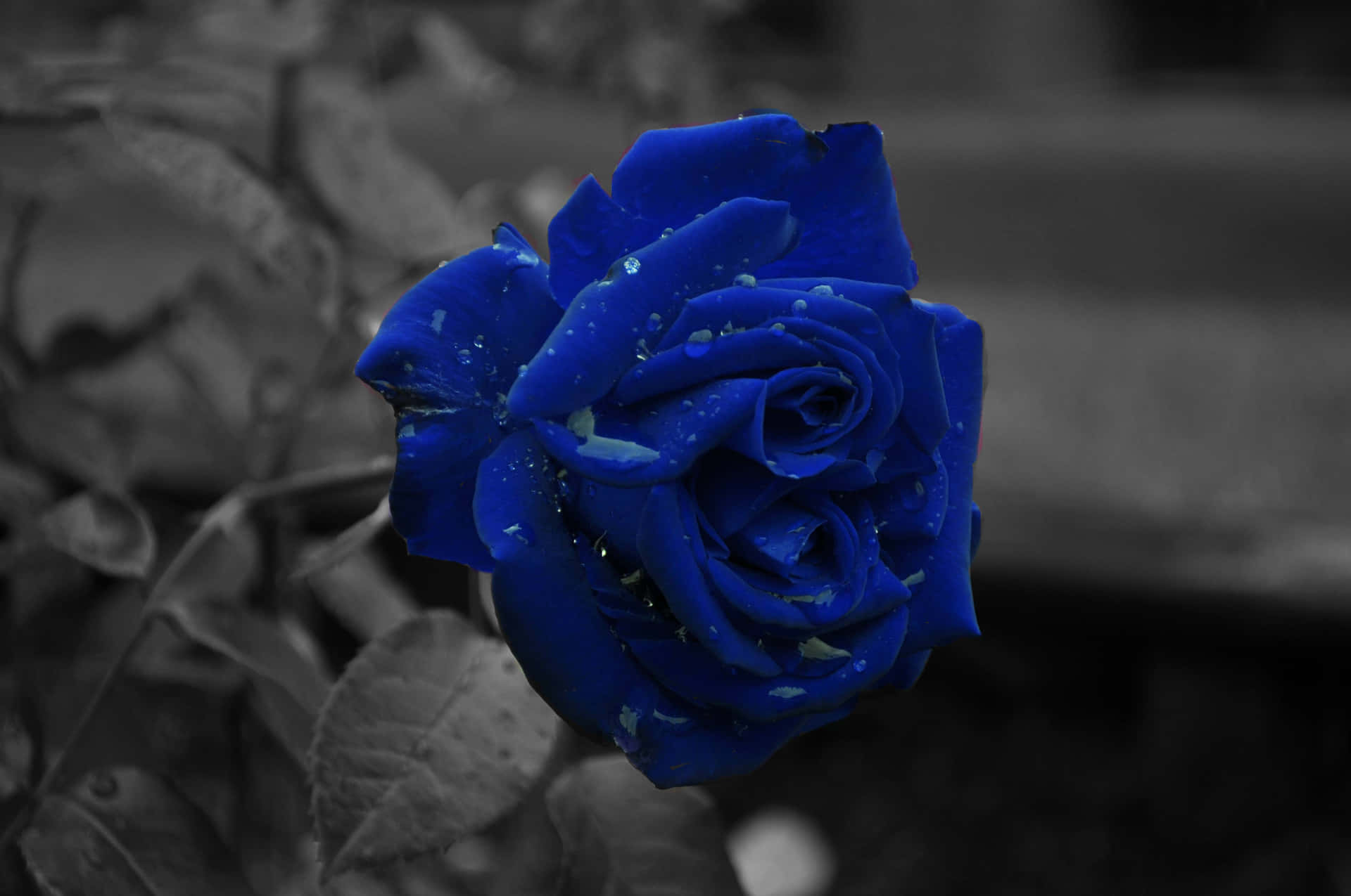 🔥 Free Download Dark Blue Rose Abstract Wallpaper by @shodges85 ...
