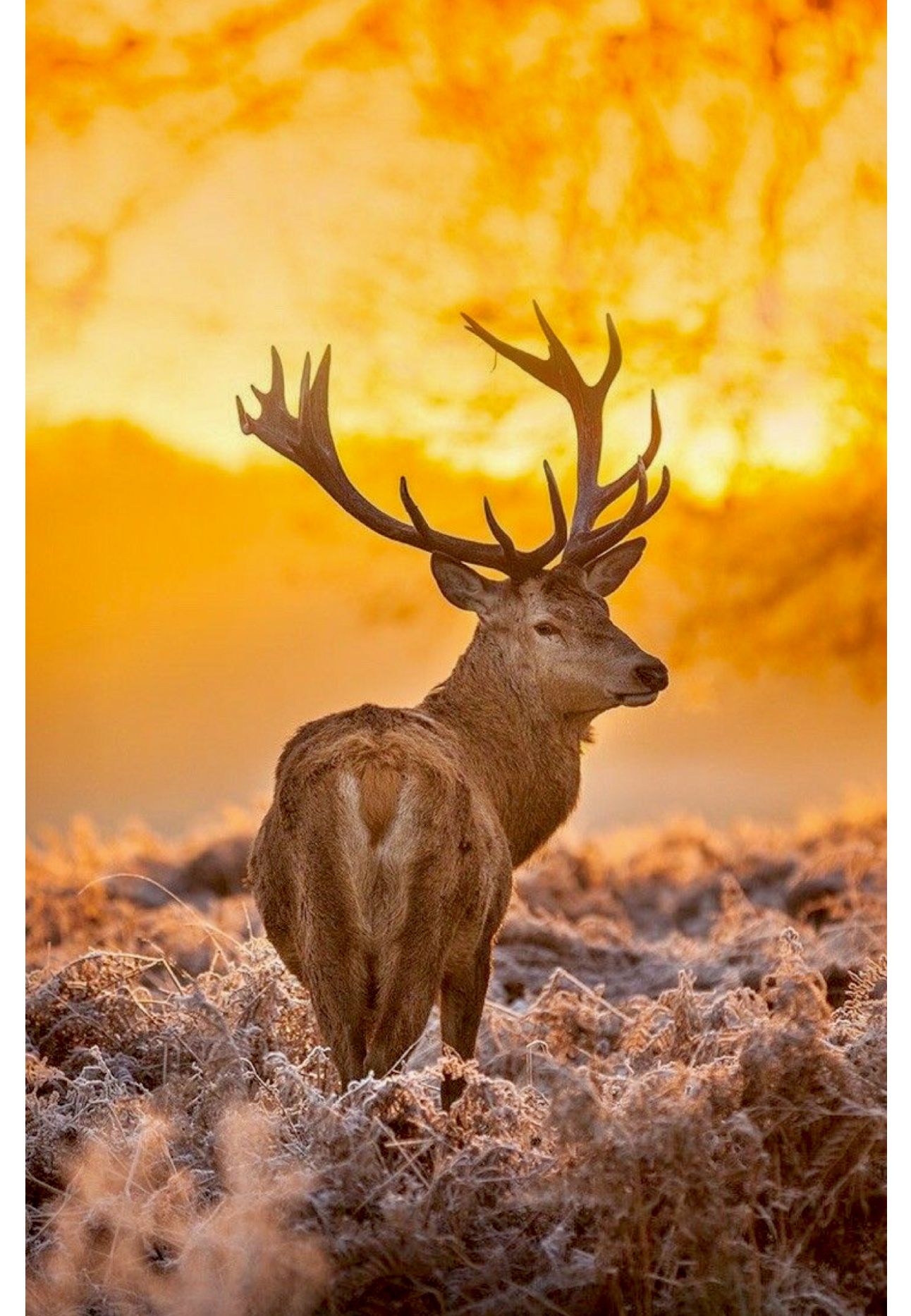 🔥 [30+] Stag Backgrounds | WallpaperSafari