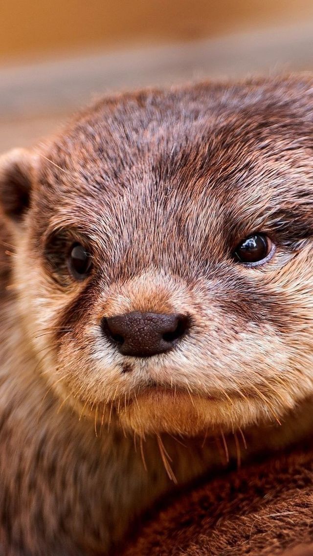 🔥 [30+] Otter iPhone Wallpapers | WallpaperSafari