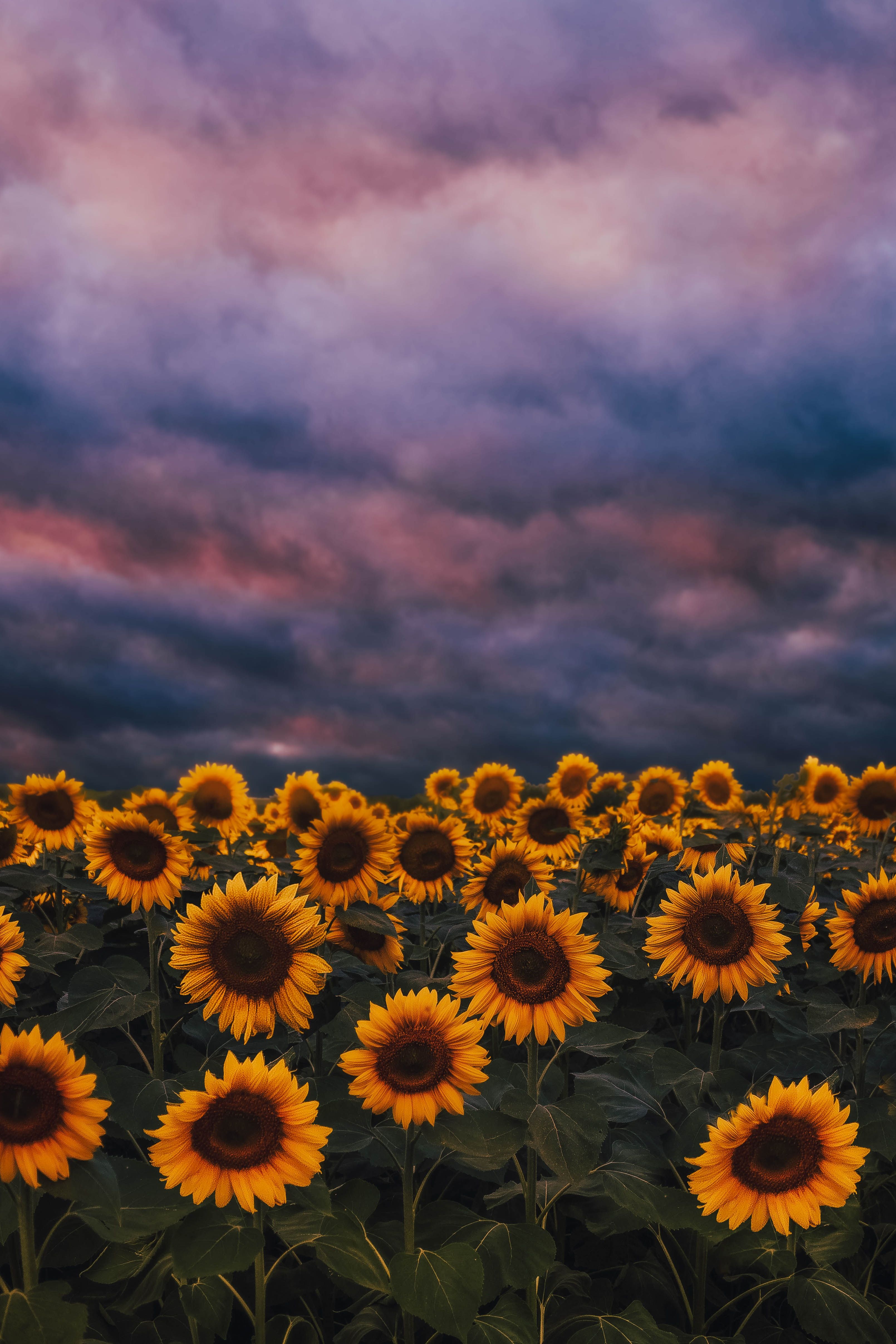 🔥 [60+] Sunflower Aesthetic Wallpapers | WallpaperSafari