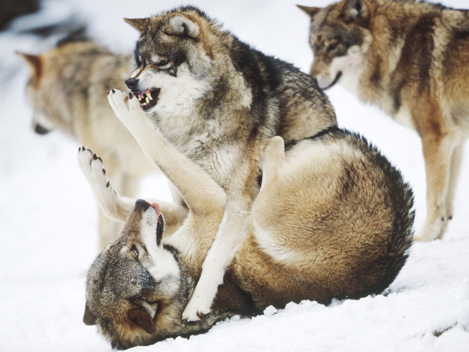 🔥 Free Download Hq Angry Wolves Wallpaper by @bmeyer | WallpaperSafari