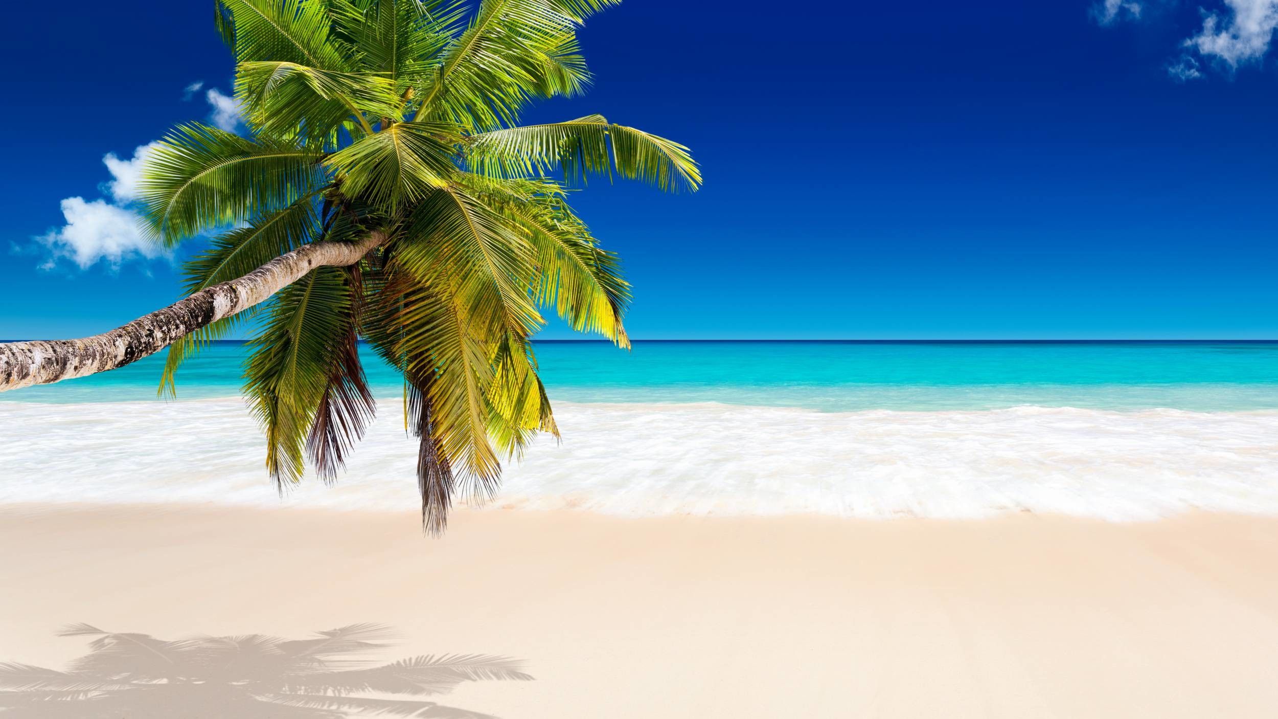 🔥 [30+] Tropical Desktop Wallpapers | WallpaperSafari