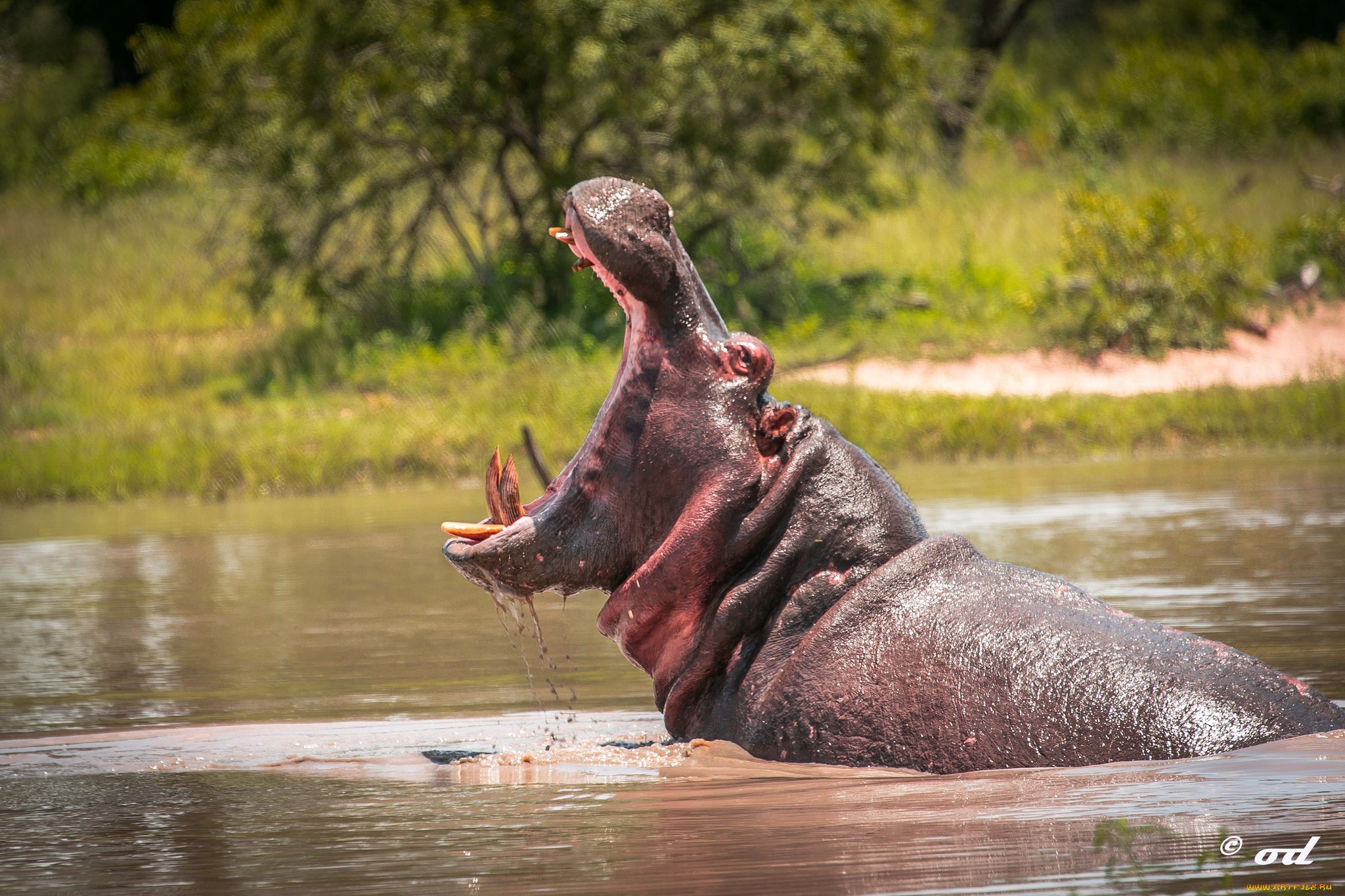 Free Download Hippo 52931 Animals Hippo Wallpapers 56673 Animals Hippo Free Download Hippo 52931 Animals Hippo Wallpapers 56673 Animals Hippo